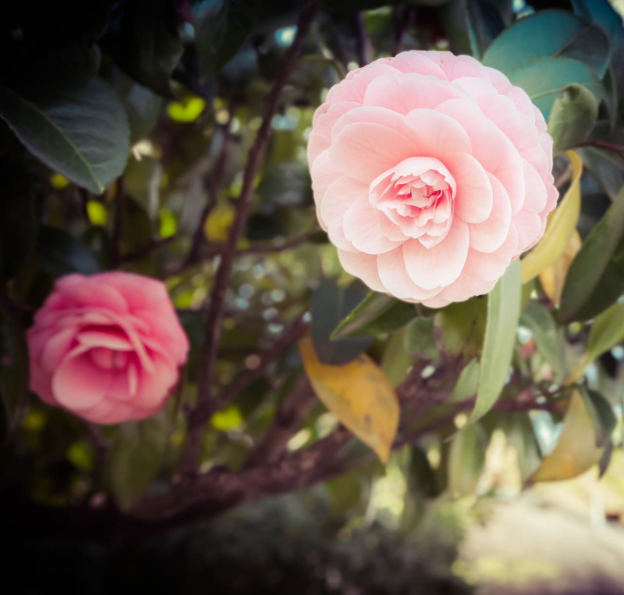 Flowering Bush in Tokyo, Japan - Battered LuggageBattered Luggage