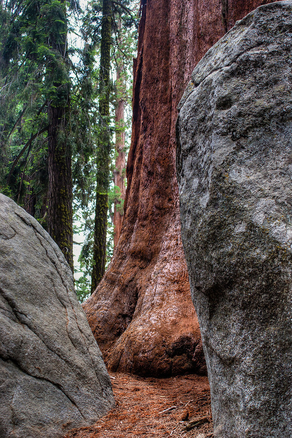 Sequoia National ForestBattered Luggage
